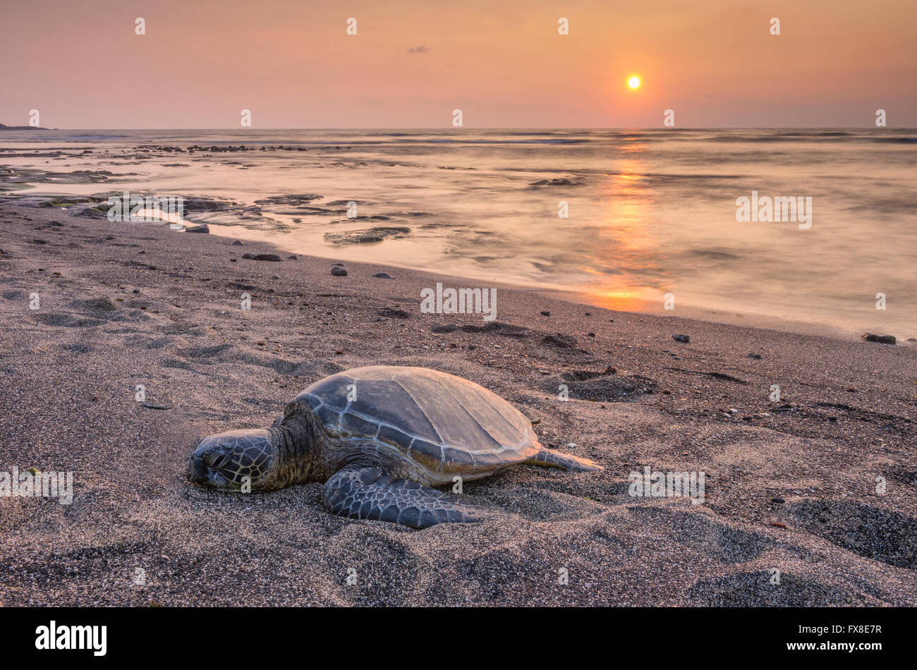 USA, Hawaii, Big Island, Kona, Kaloko-Honokohau National historic park ...