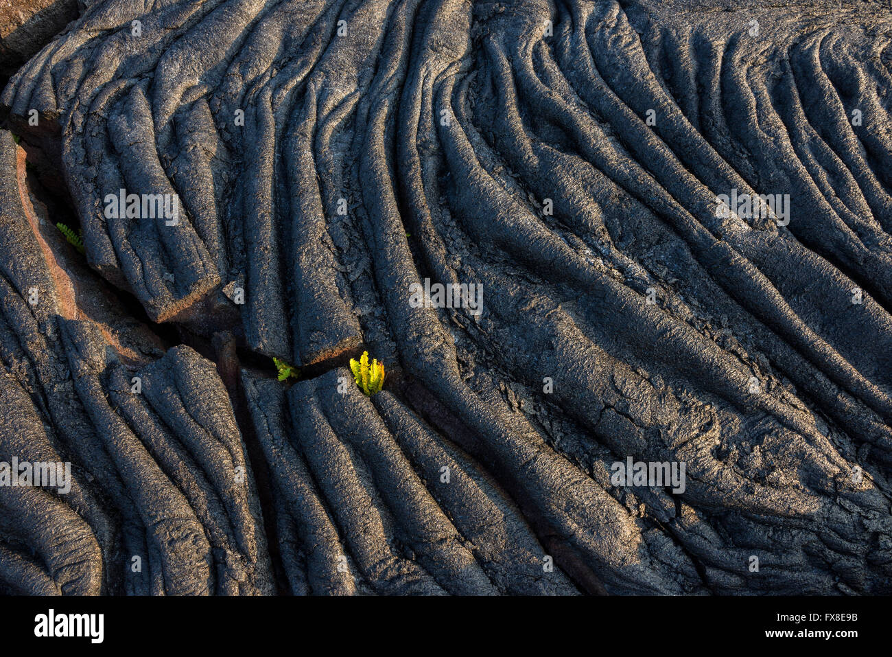 Puna hawaii hi-res stock photography and images - Alamy