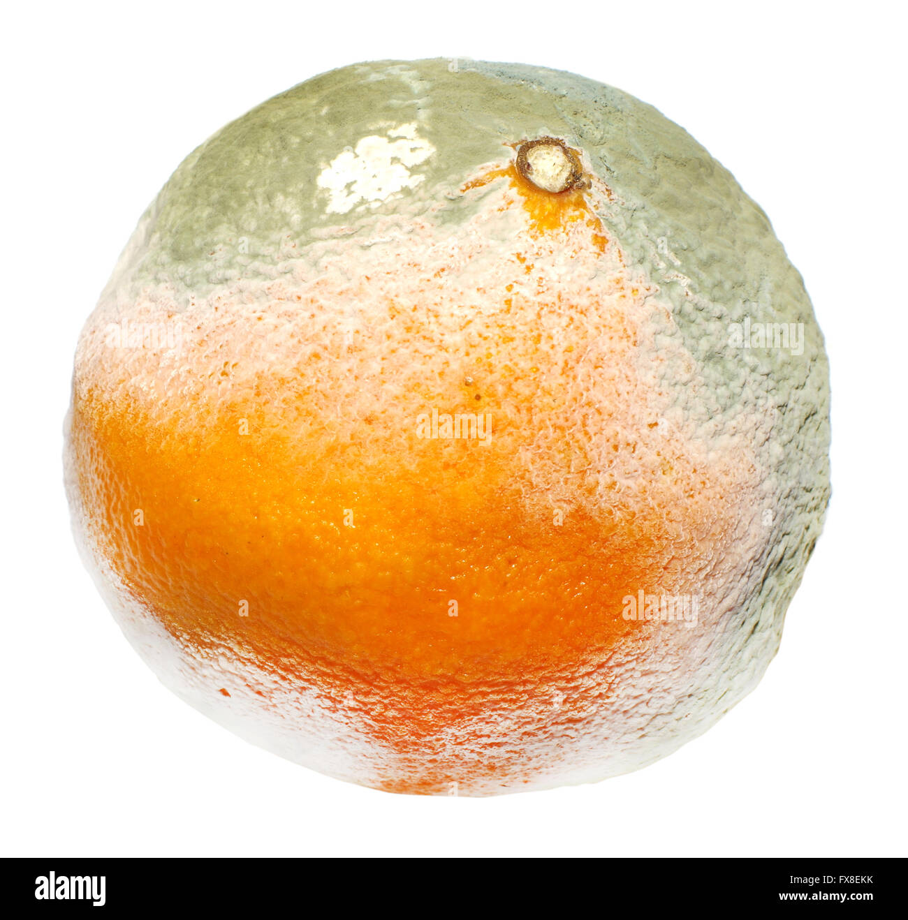Moldy orange hi-res stock photography and images - Alamy