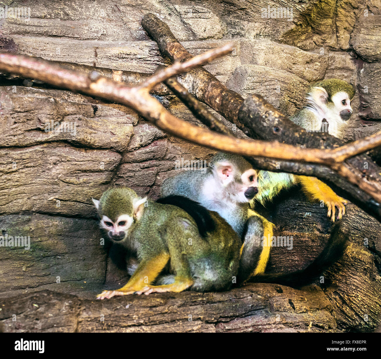 Primates family hi-res stock photography and images - Alamy