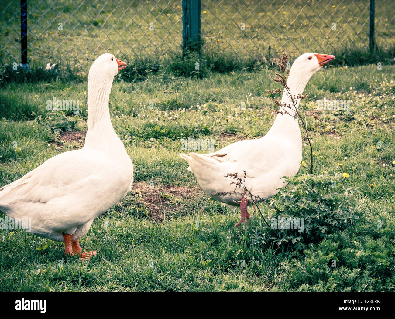 Pair of the white geese Stock Photo - Alamy