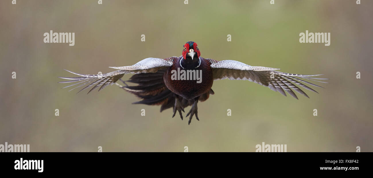 Pheasant in flight Stock Photo - Alamy
