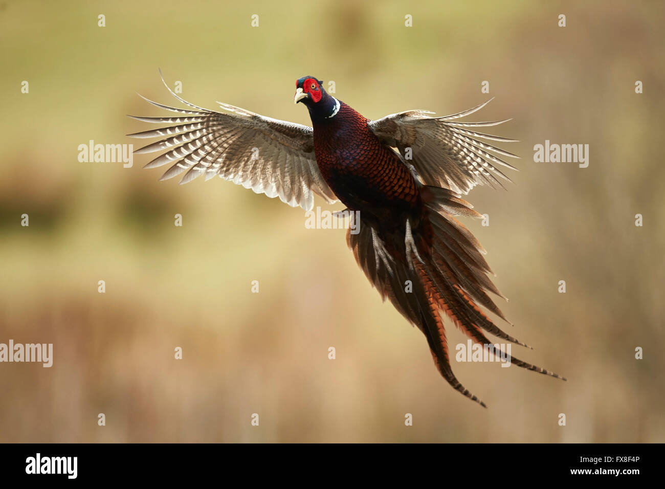 Pheasant in flight Stock Photo - Alamy