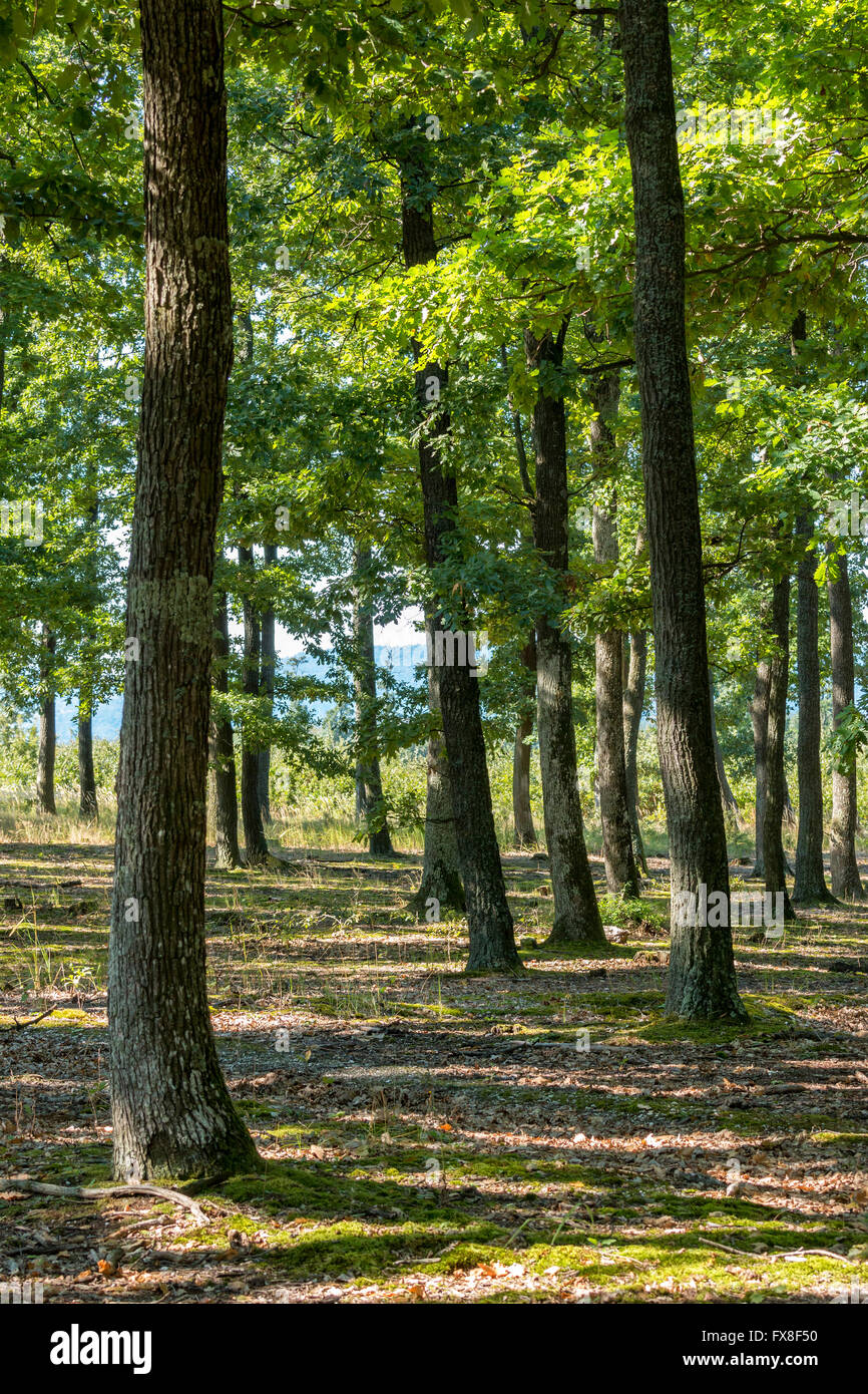 Green oak forest in a beautiful sunlight at spring Stock Photo - Alamy