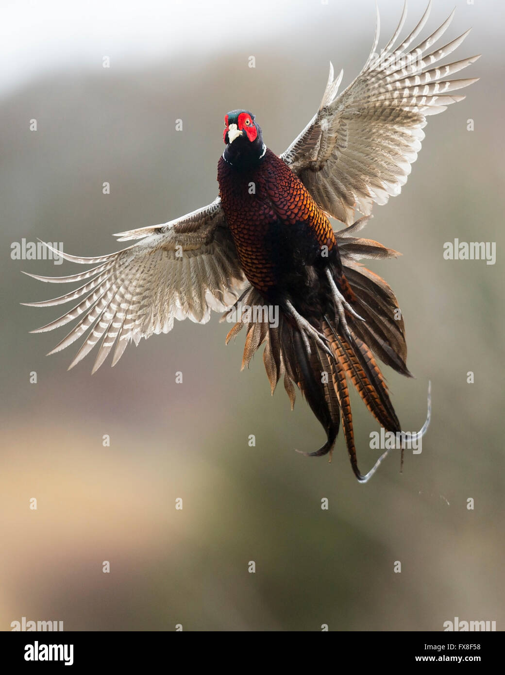 Pheasant in flight Stock Photo - Alamy