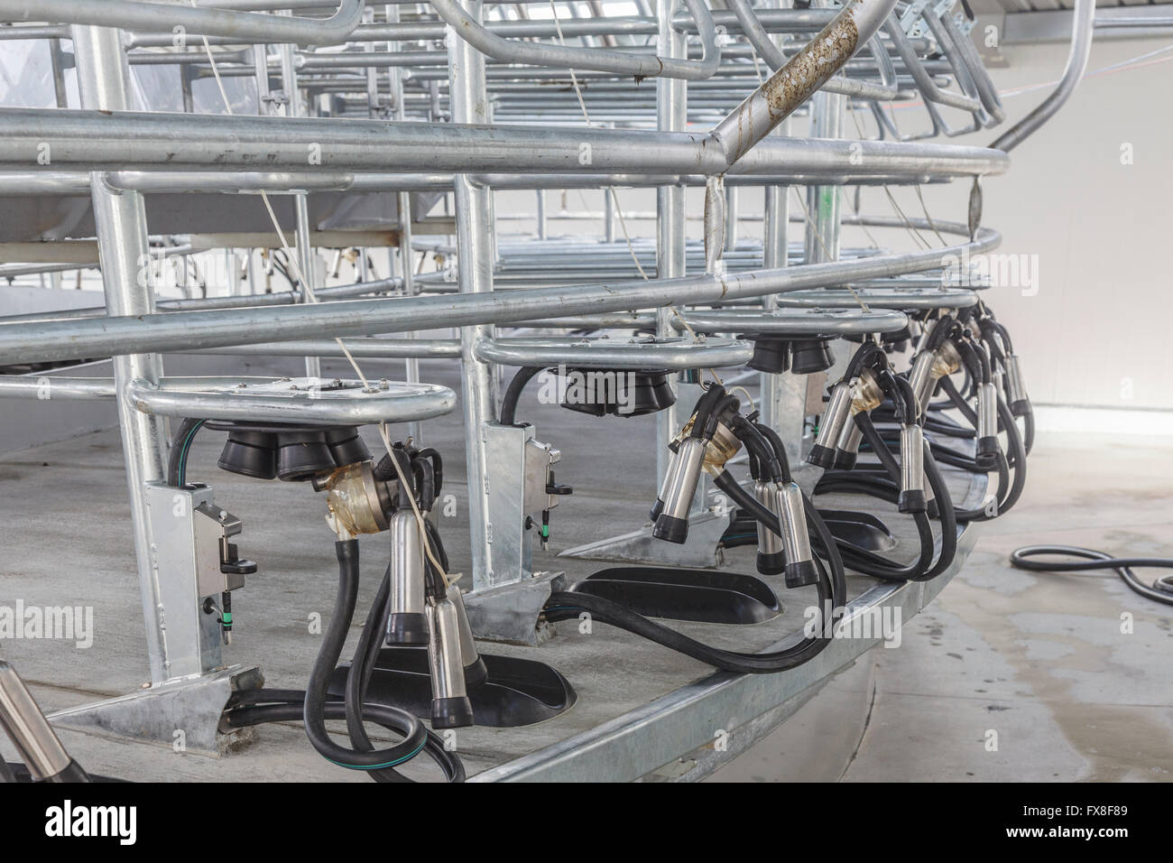 Milking cow stalls on rotary platform in dairy shed, Mid Canterbury,New ...