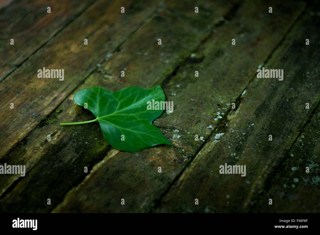 Wood table top plant hi-res stock photography and images - Alamy