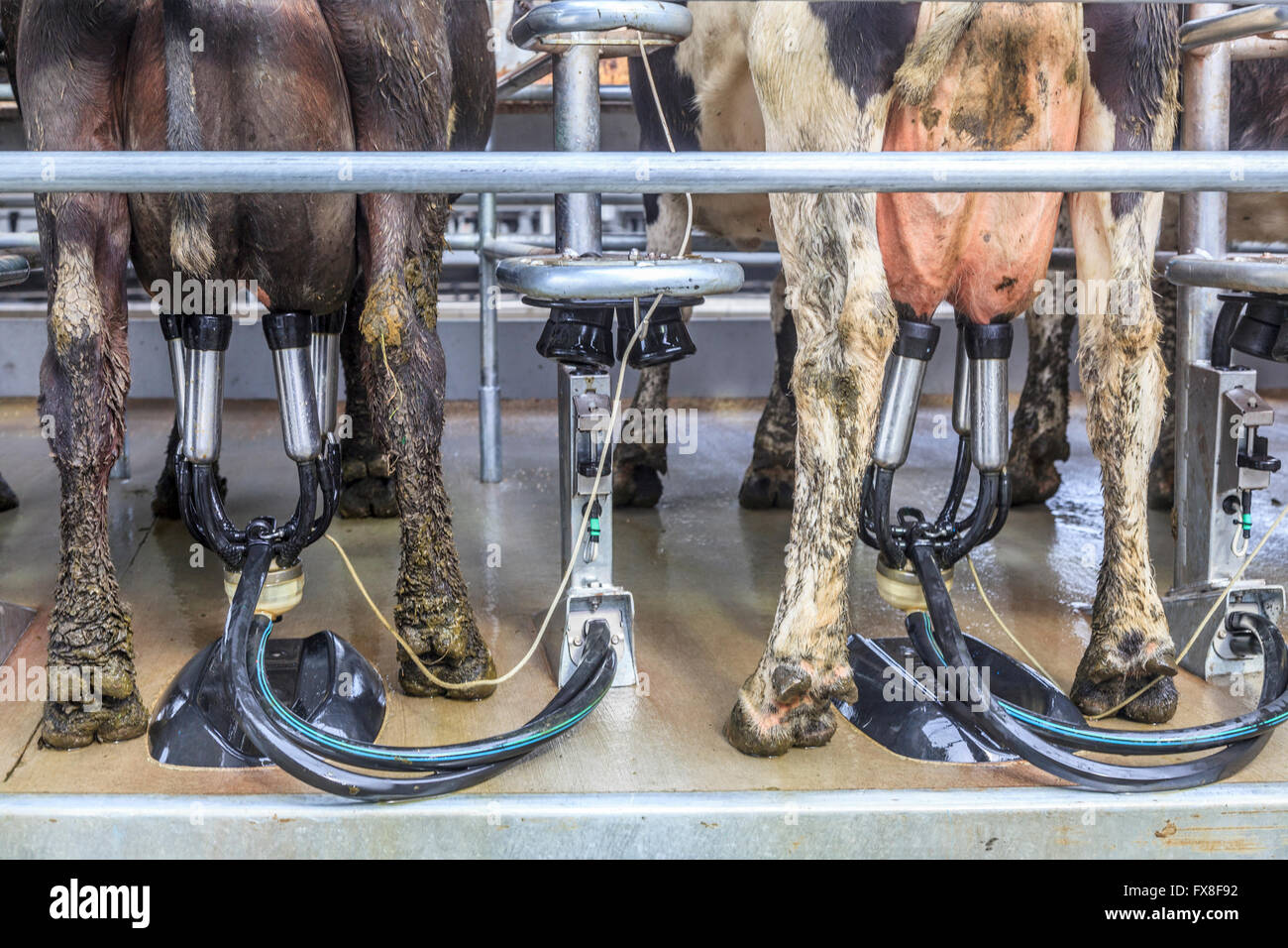 Milking cows on rotary platform in dairy shed, Mid Canterbury,New ...