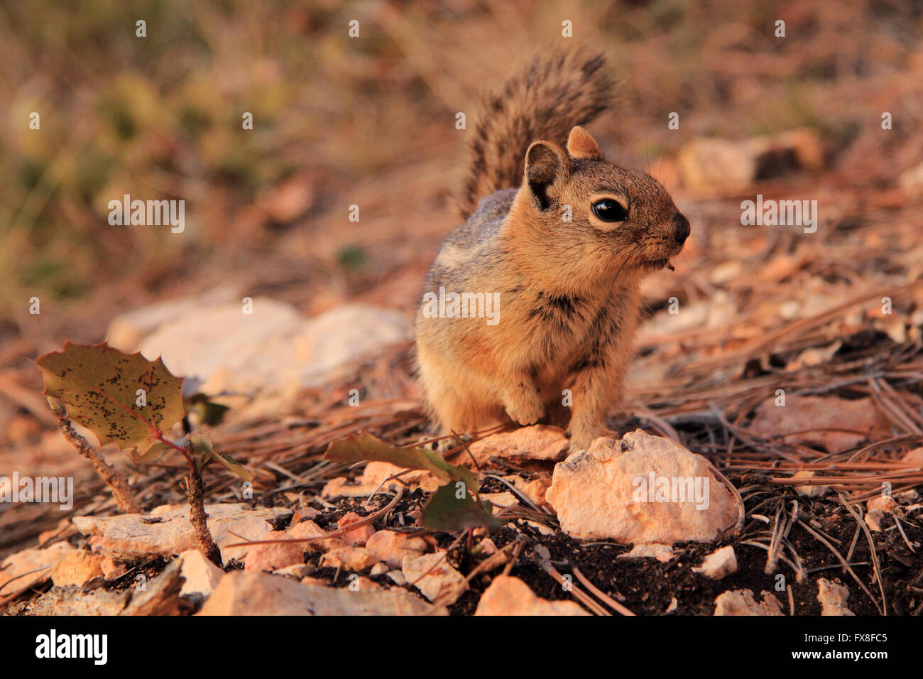 Golden-Mantled Squirrel in Bryce Canyon National Park, Utah Stock Photo ...