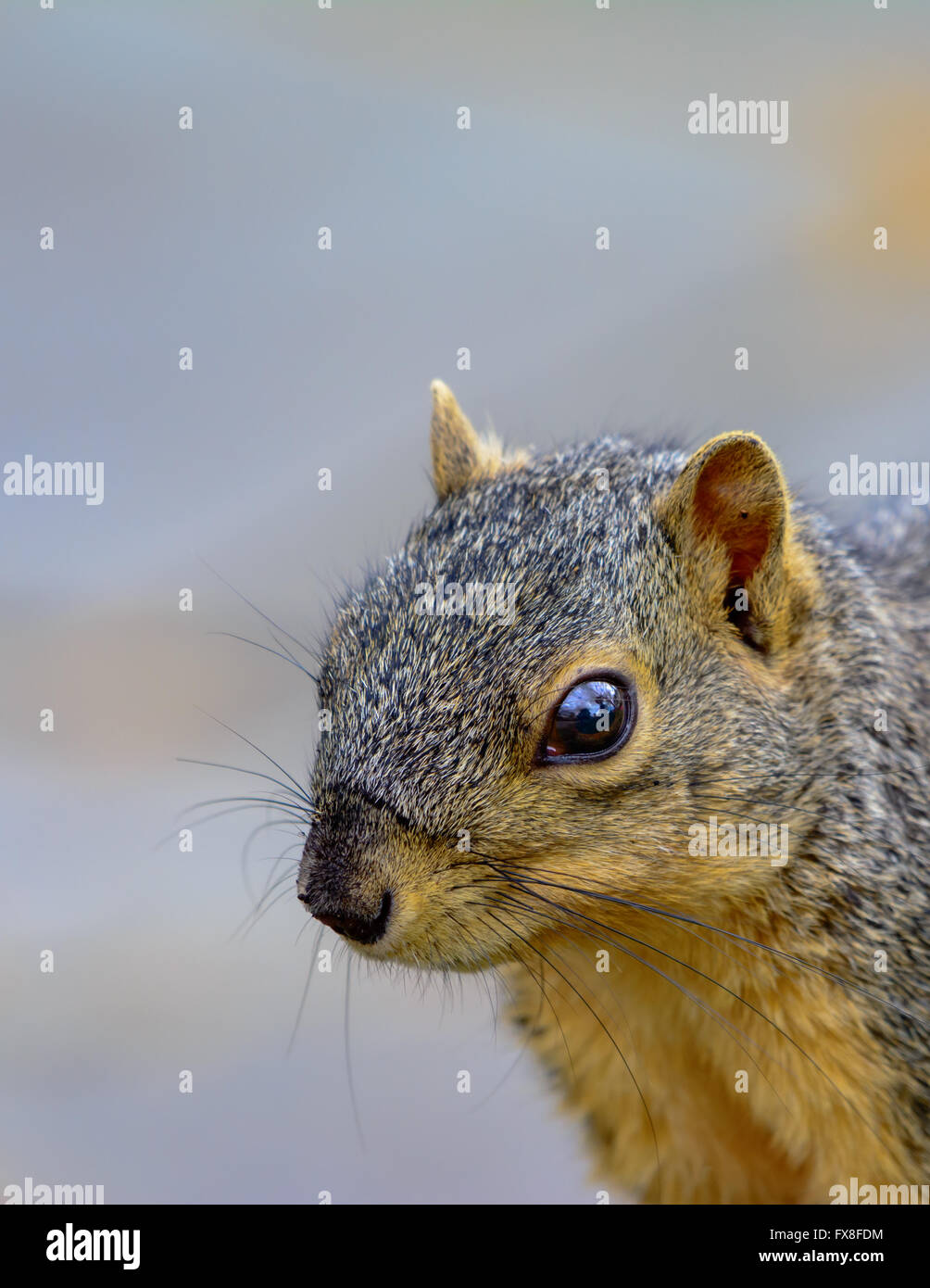 Closeup of Fox Squirrel looking toward left with copy space portrait ...