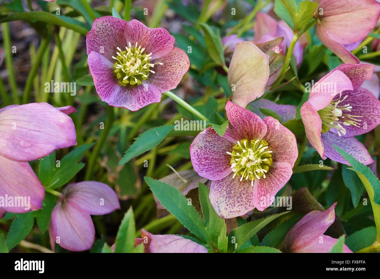 Christmas rose and lenten rose hi-res stock photography and images - Alamy
