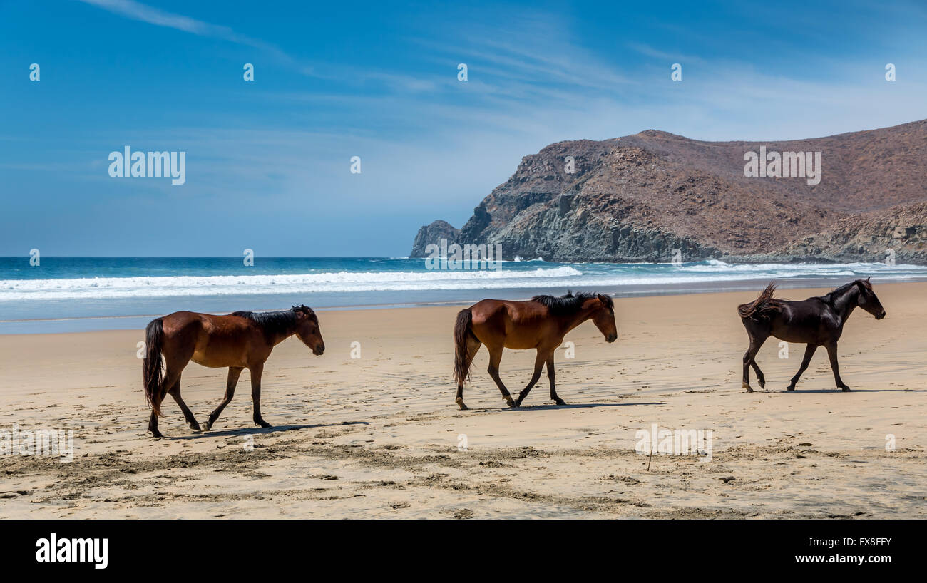 Wander the beach hi-res stock photography and images - Alamy