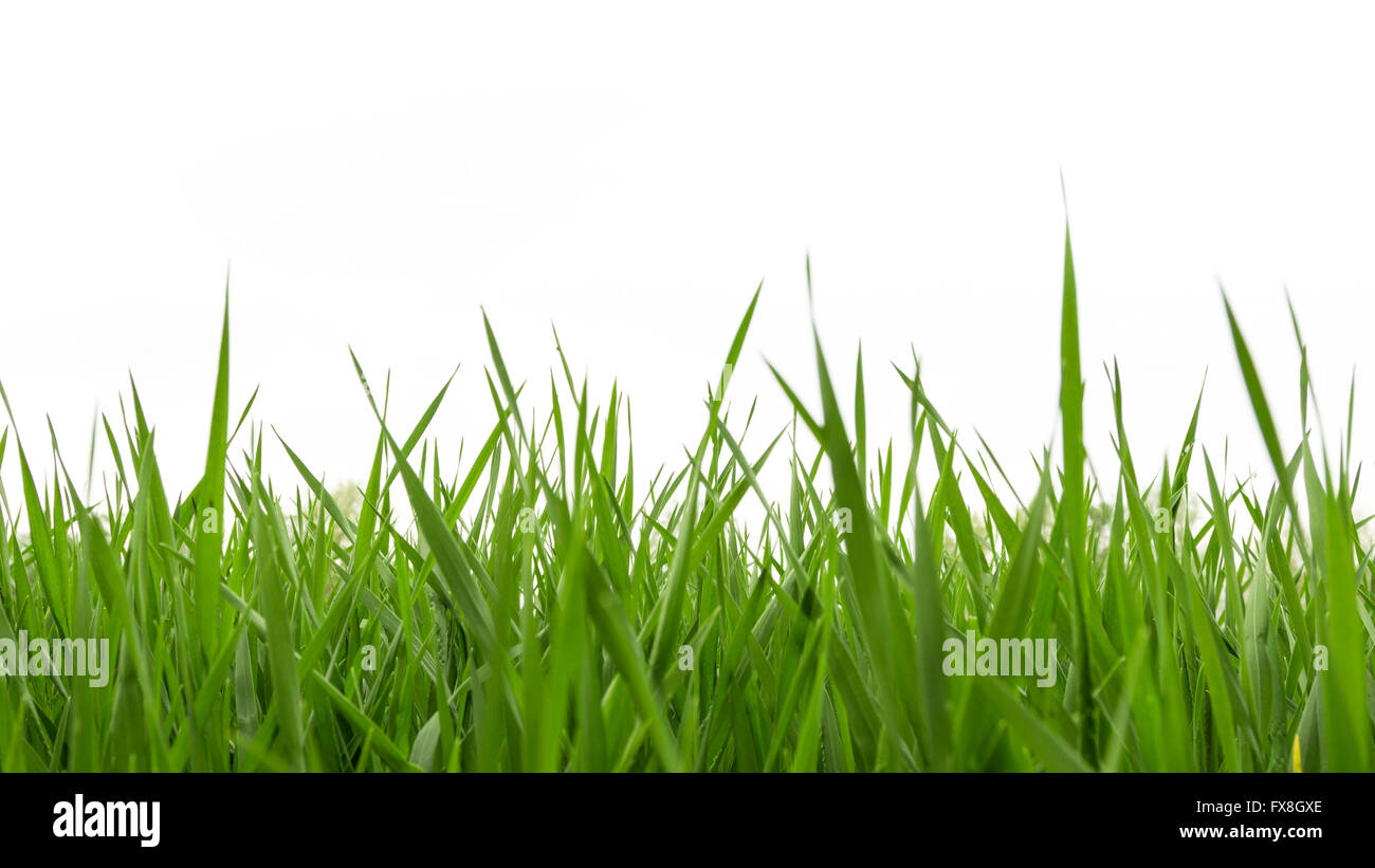 Selective focus on green grass panorama isolated on white background ...