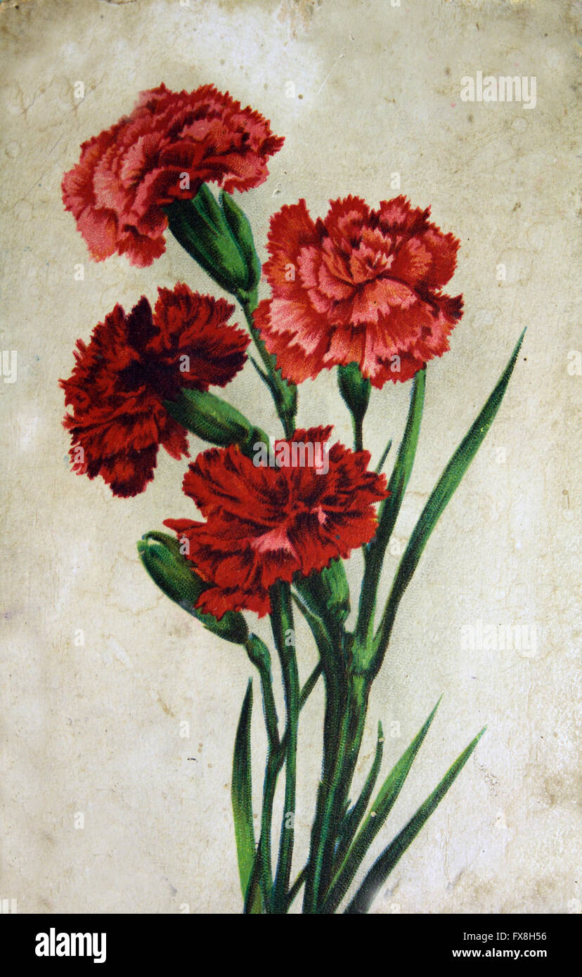 Postcard printed in Russia shows Cloves, circa 1911 Stock Photo - Alamy