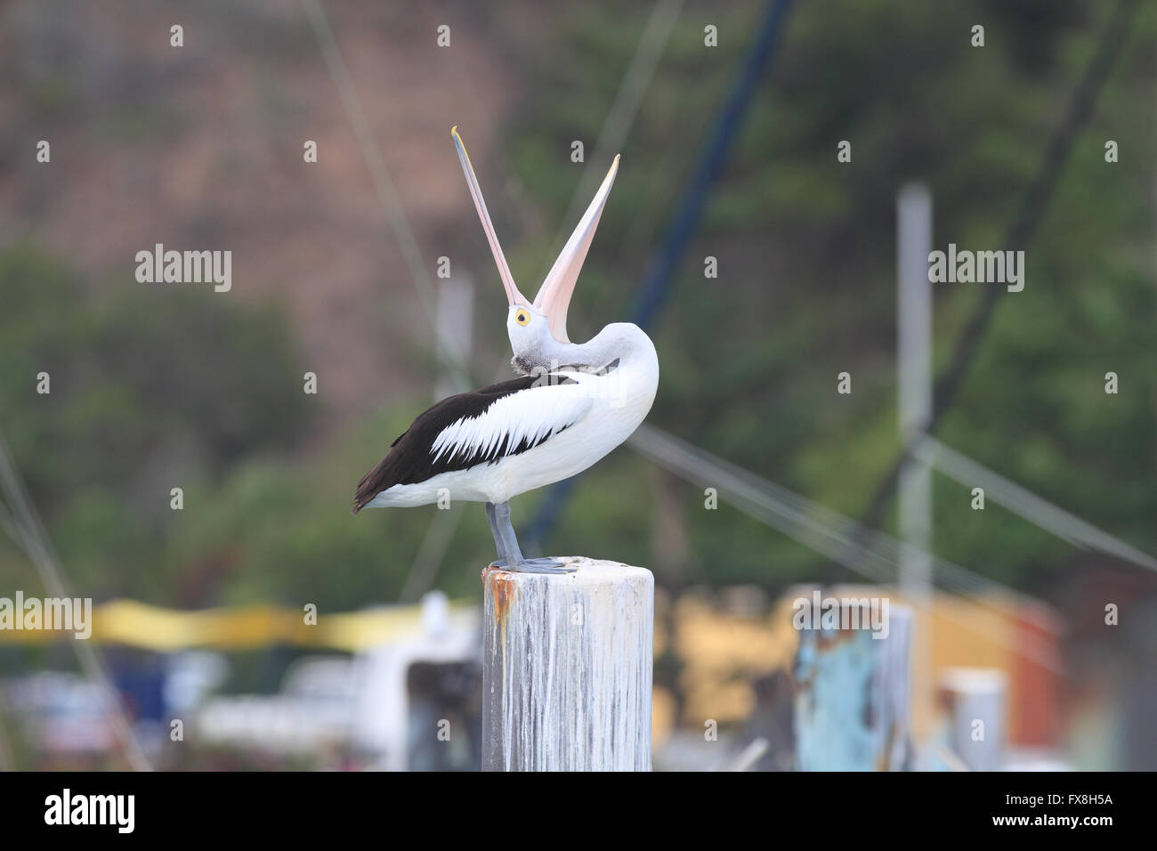 Pelican with mouth open hi-res stock photography and images - Alamy