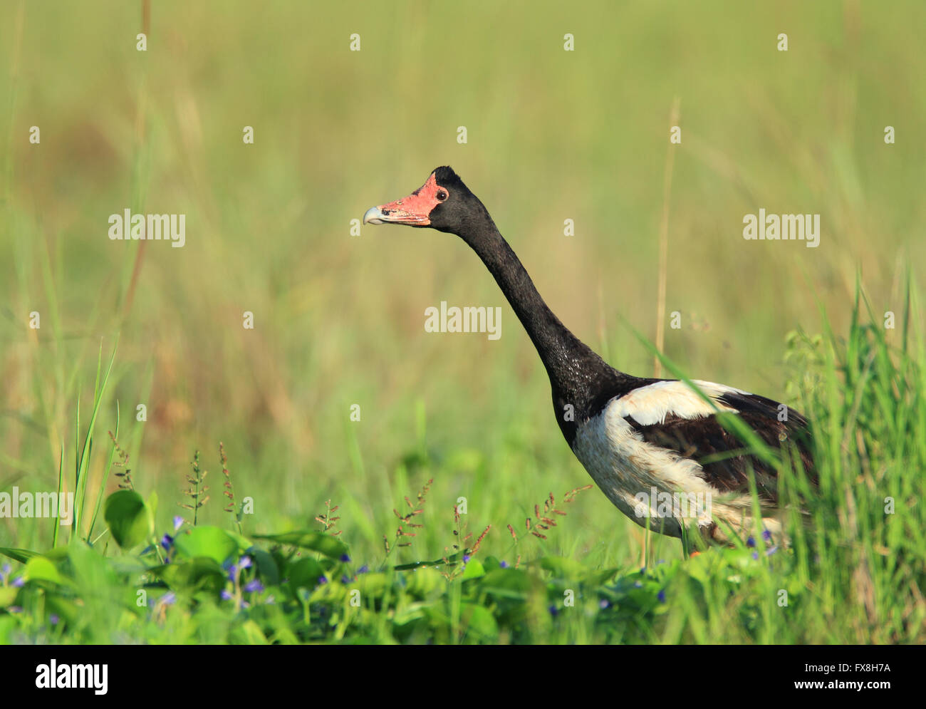 A Magpie Goose - Anseranas semipalmata - foraging for food on the ...