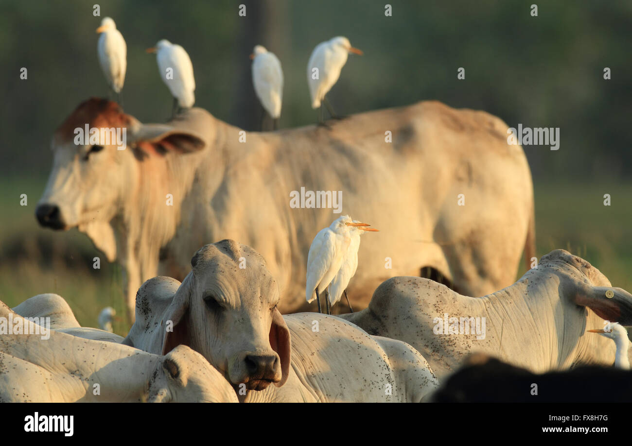A Cattle Egrets - Ardea ibis - standing on a cow's back in a rural ...