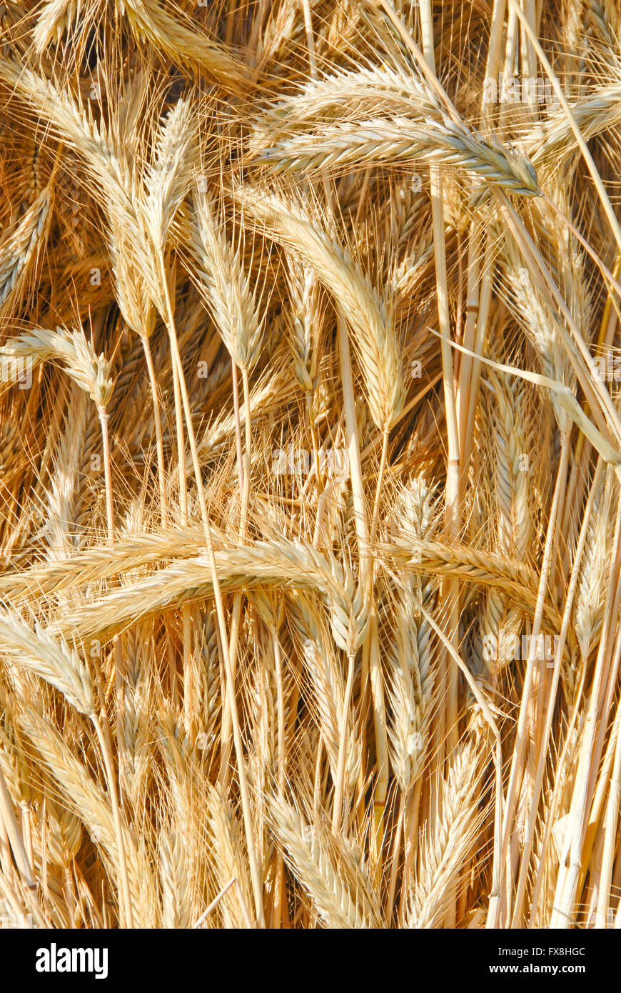 Sheaf of corn hi-res stock photography and images - Alamy