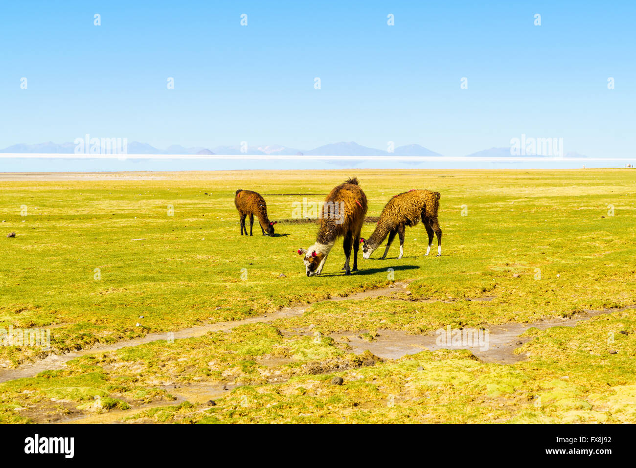 Llamas grazing at Coqueza Village in Solar De Uyuni, Bolivia Stock ...