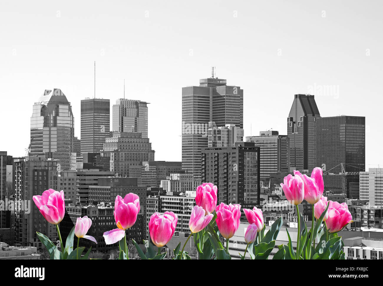 Montreal flowers skyline hi-res stock photography and images - Alamy