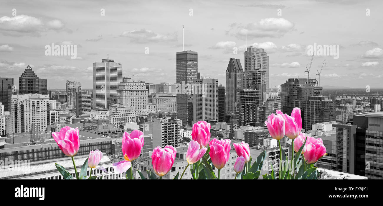 Montreal Flowers Skyline High Resolution Stock Photography and Images ...