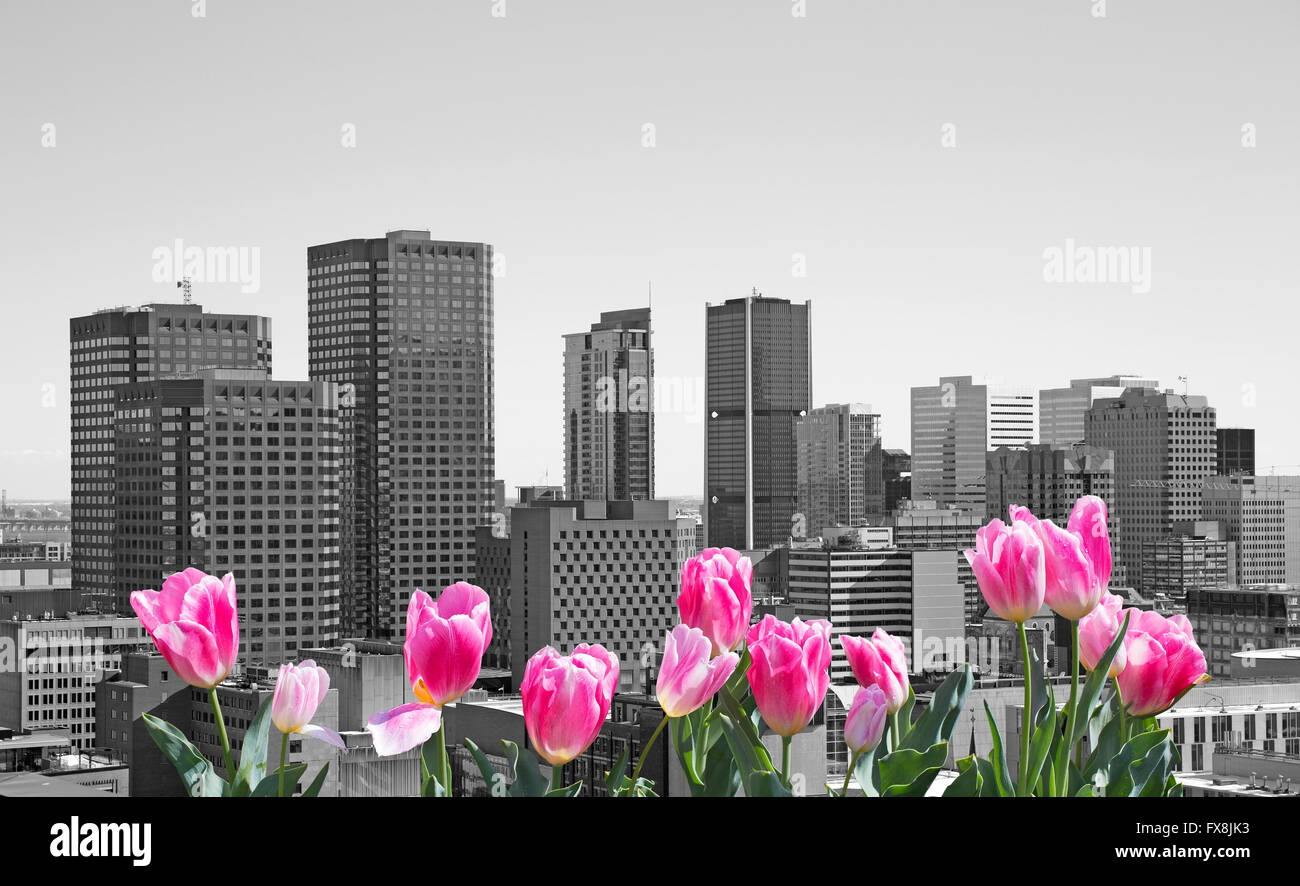 Montreal flowers skyline hi-res stock photography and images - Alamy