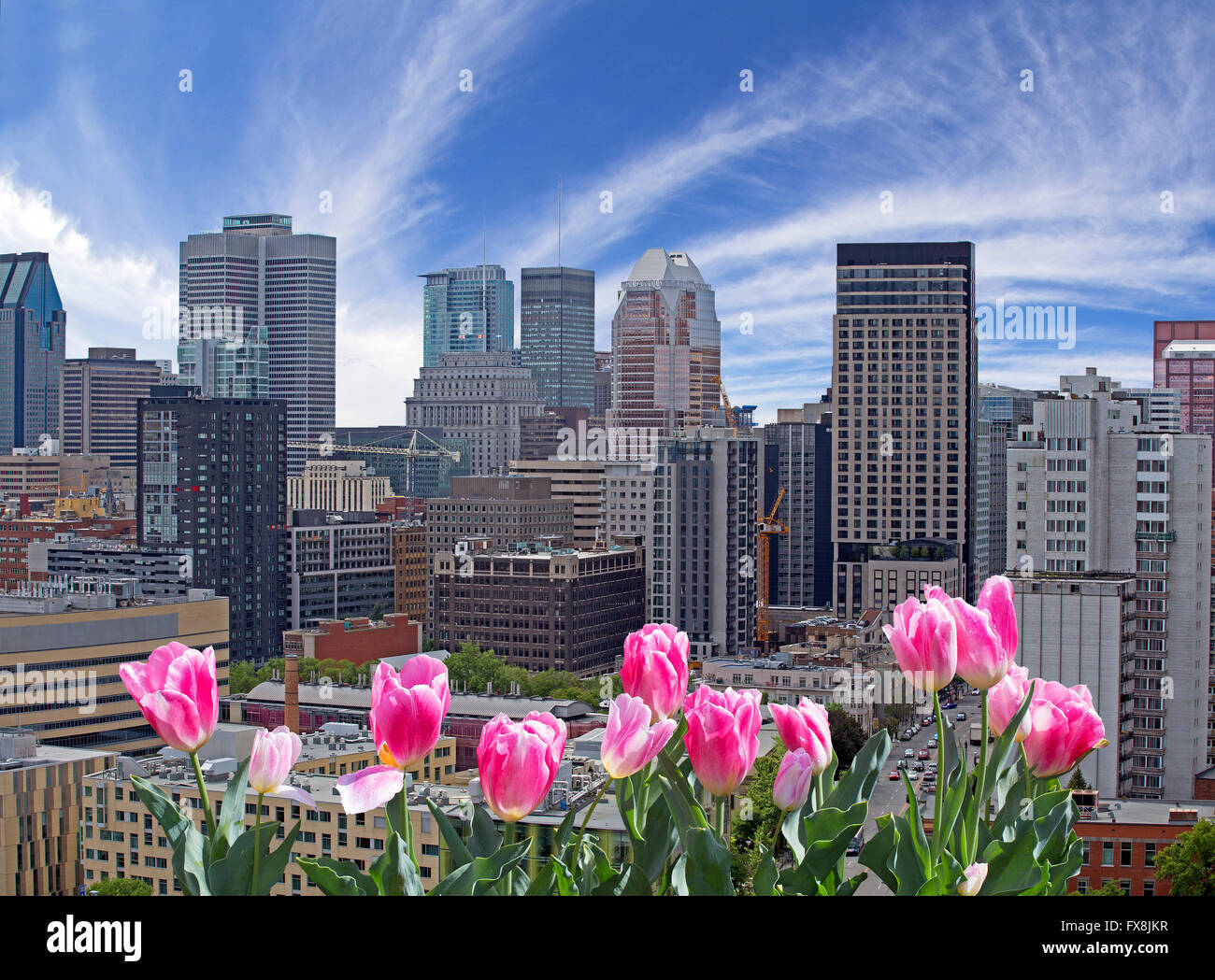 Flowers in canada montreal hi-res stock photography and images - Alamy