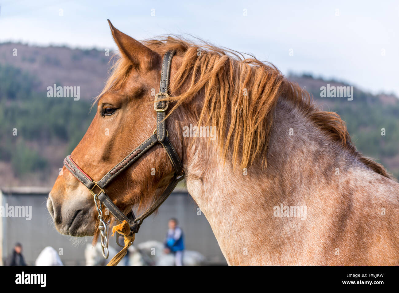 Brown horse closeup portrait Stock Photo - Alamy