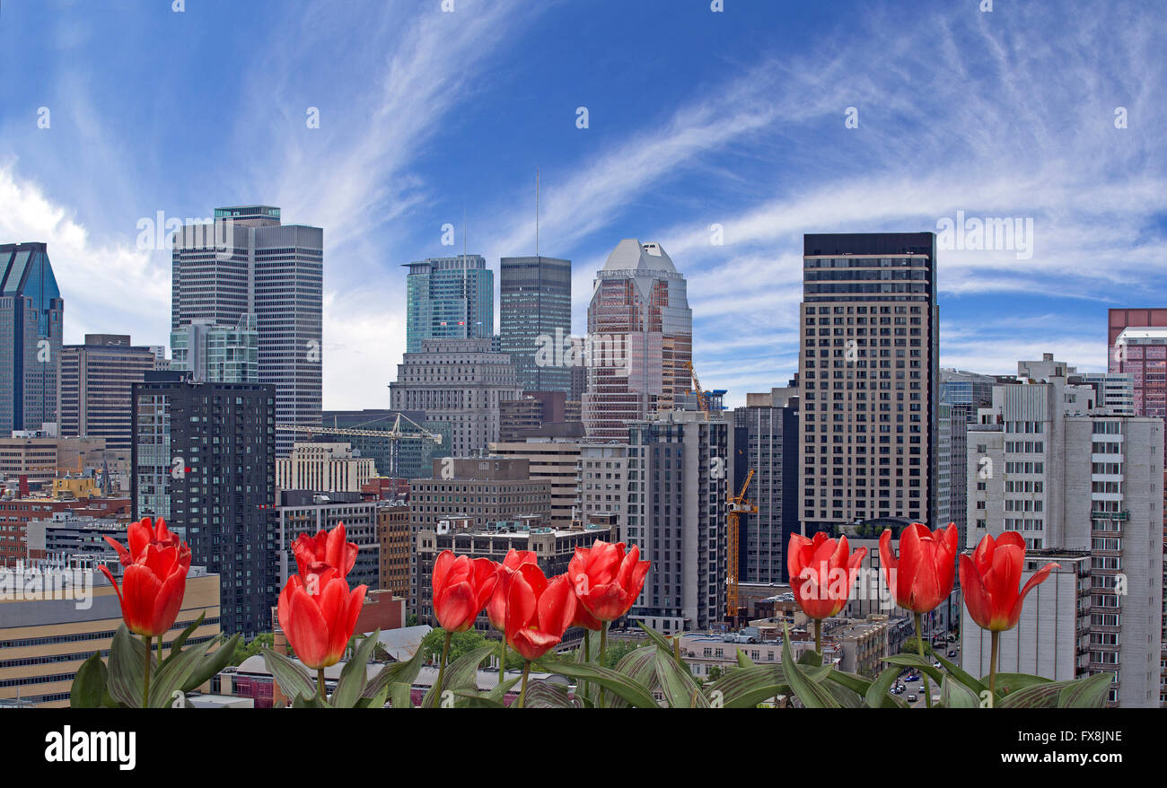 Montreal Flowers Skyline High Resolution Stock Photography and Images ...