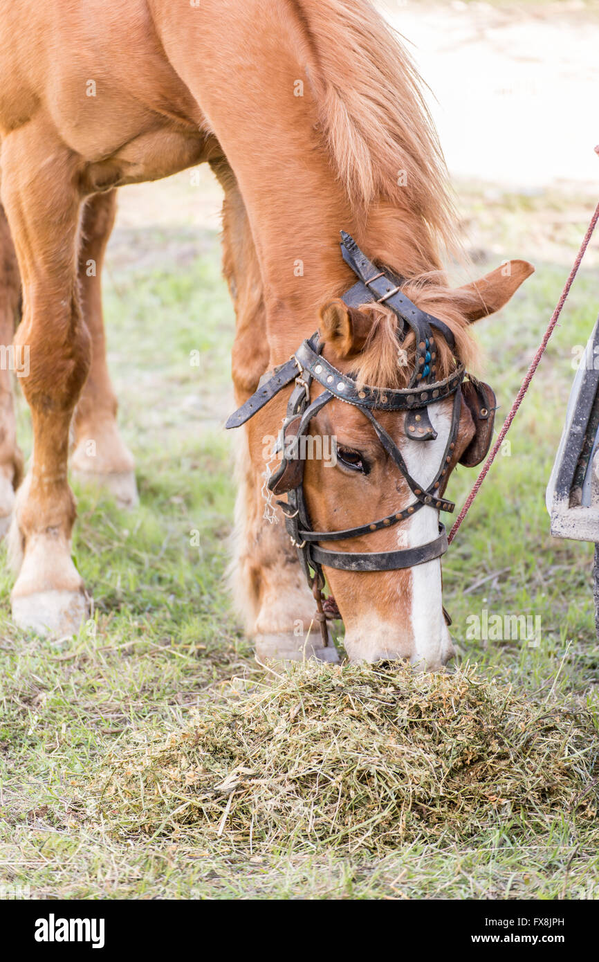 Closeup horse eating hay hi-res stock photography and images - Alamy