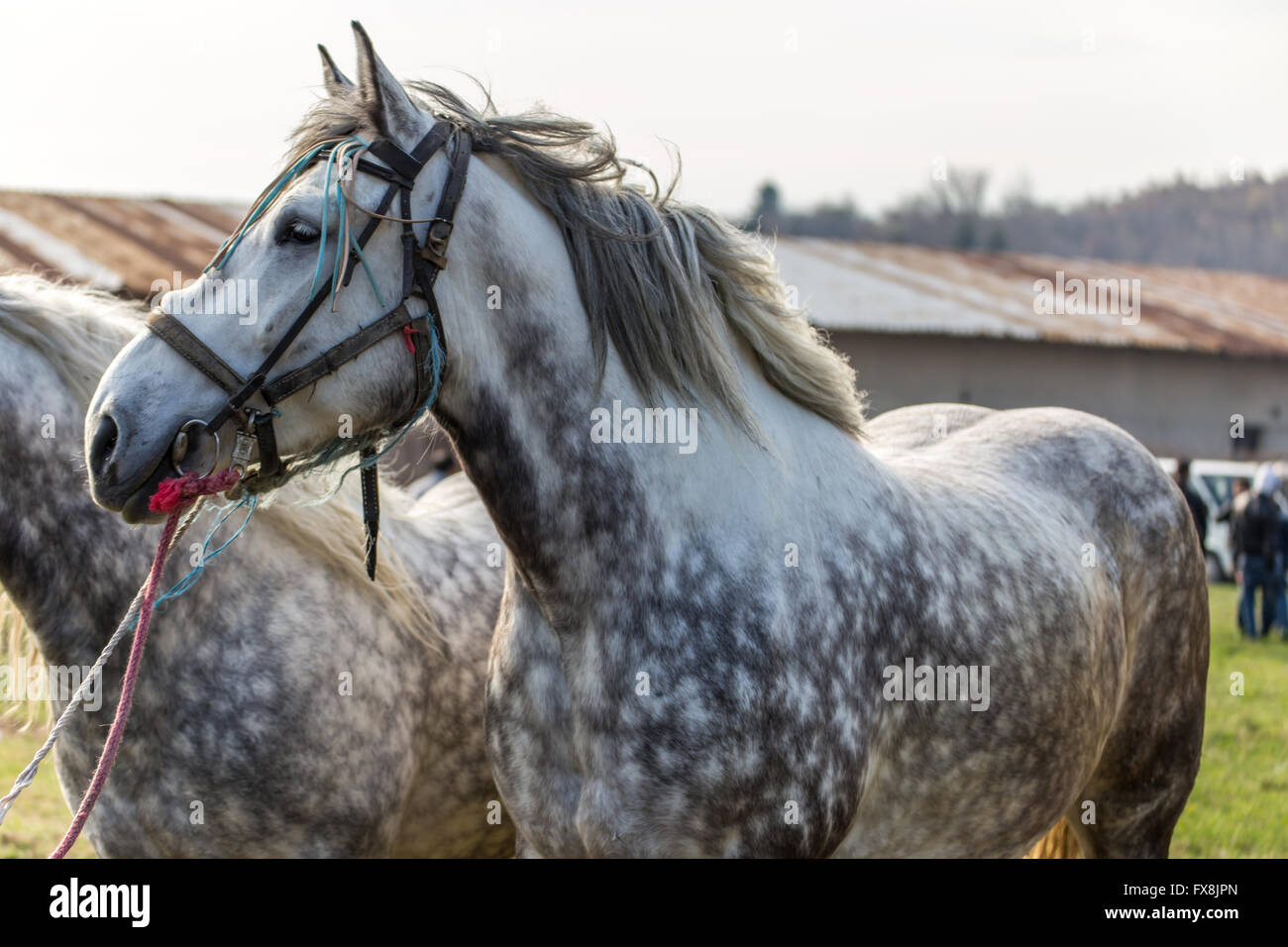 Spotted horse hi-res stock photography and images - Alamy