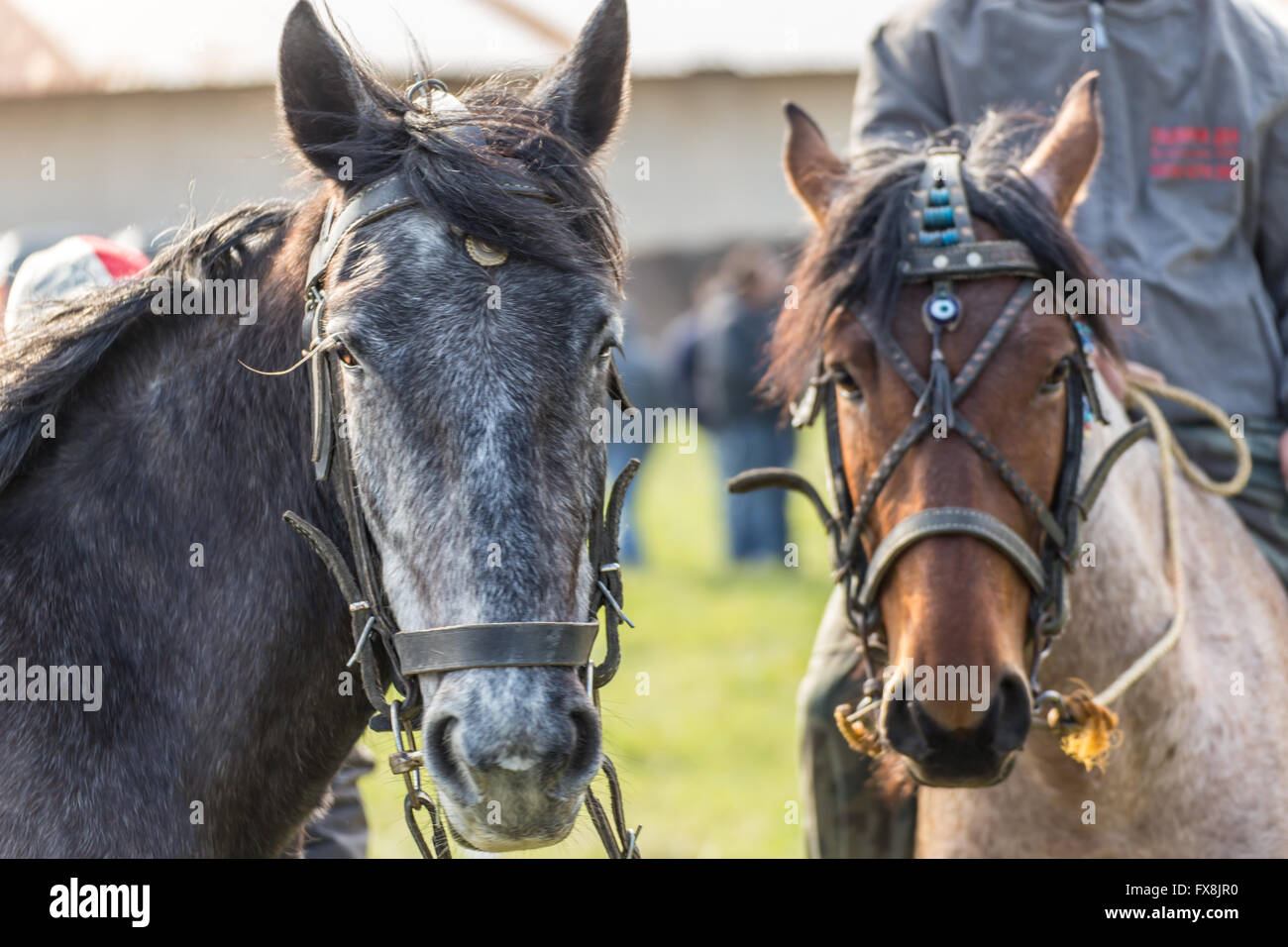 Hinny hi-res stock photography and images - Alamy