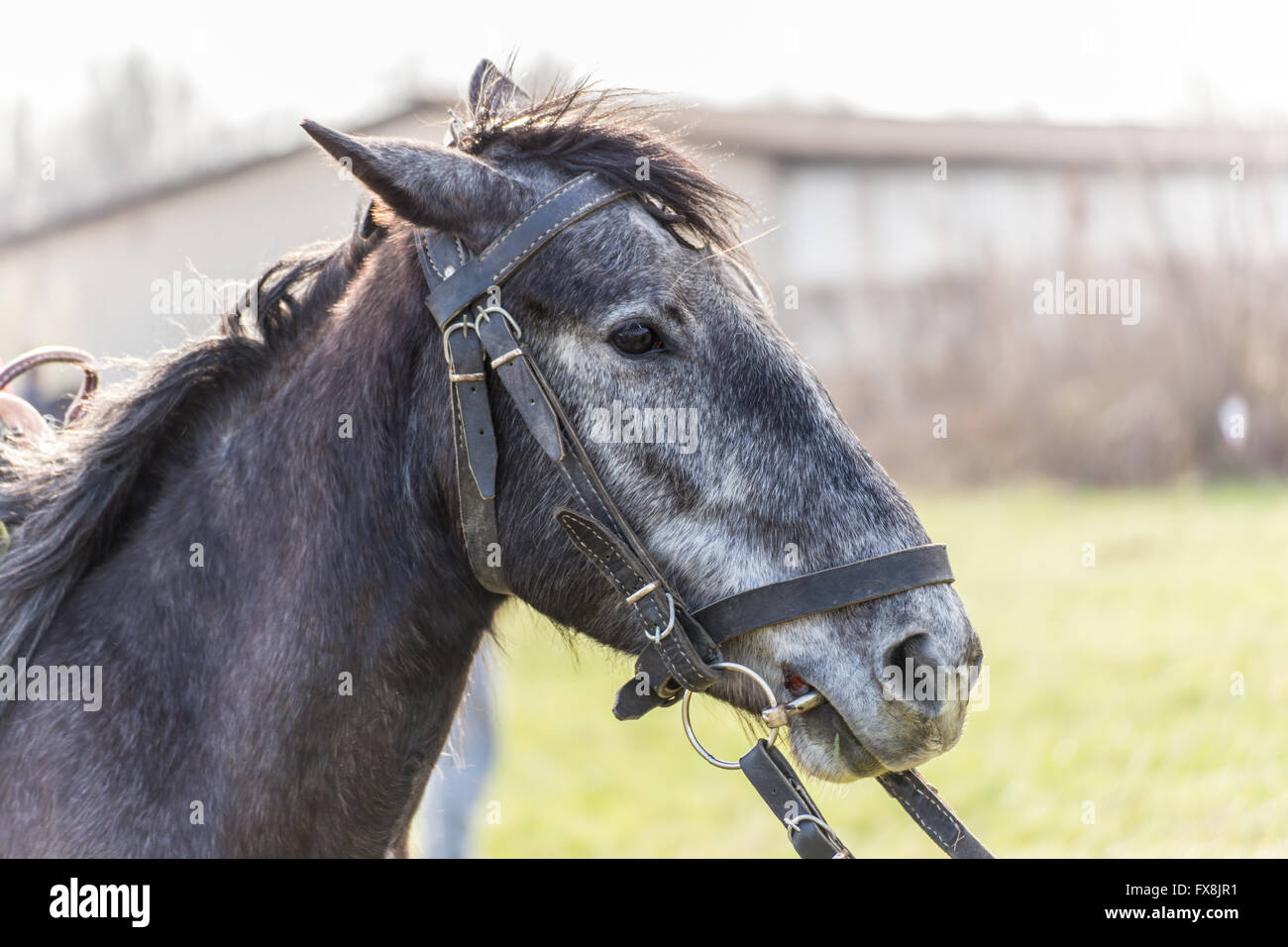 Hinny hi-res stock photography and images - Alamy