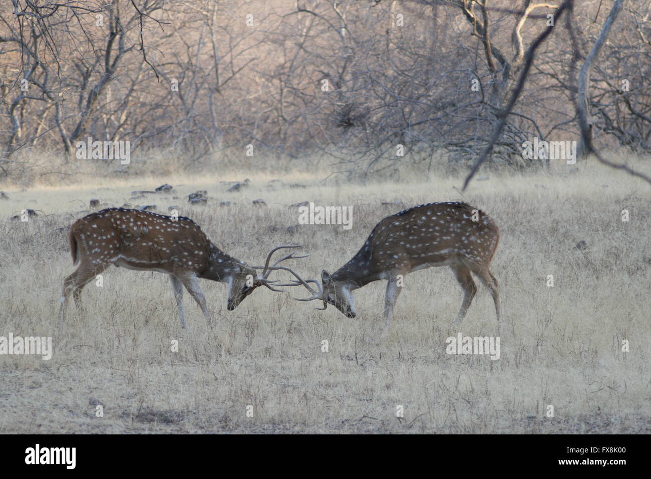 Stags fighting hi-res stock photography and images - Alamy