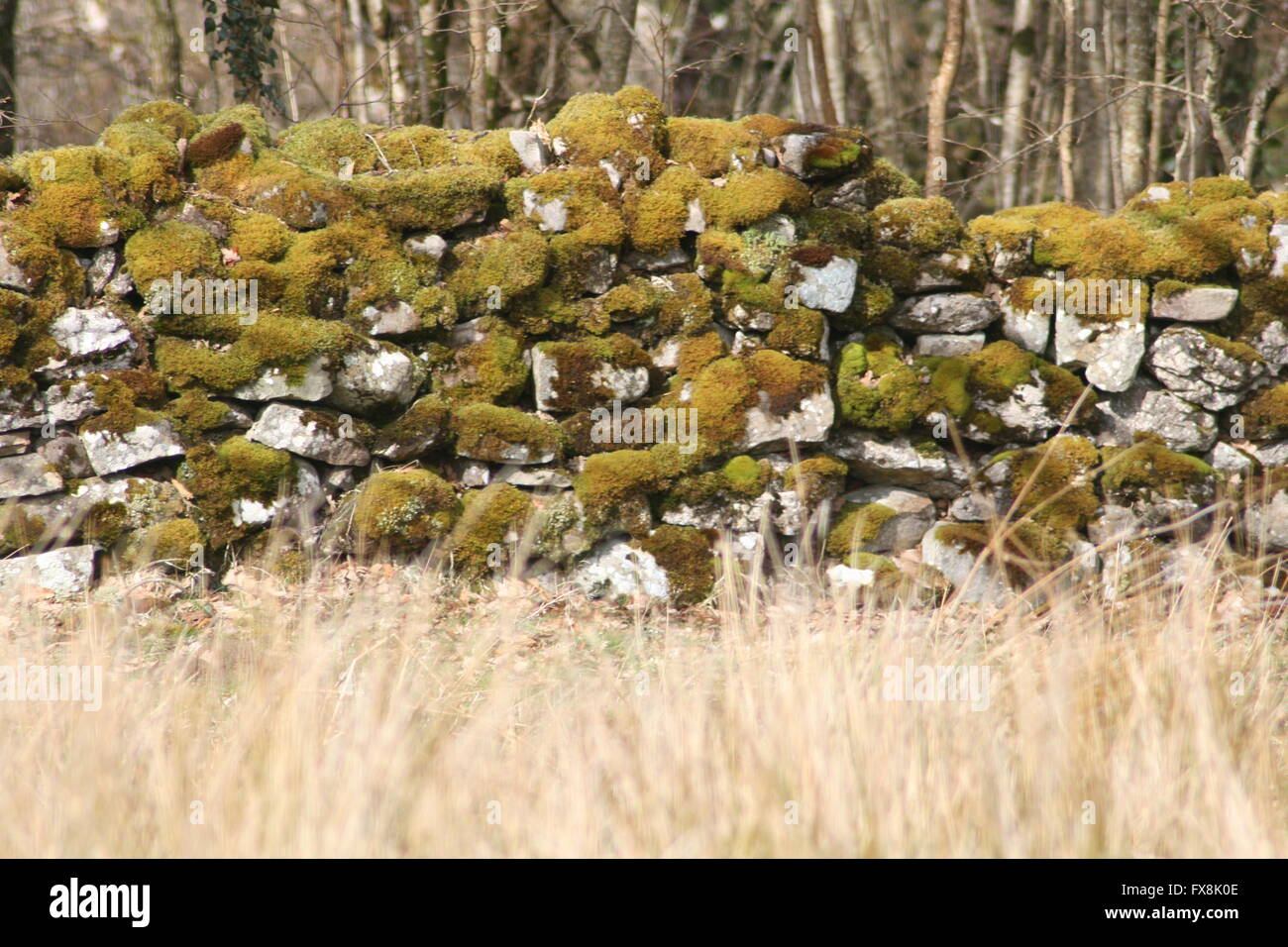 Ancient moss covered stone wall Stock Photo - Alamy