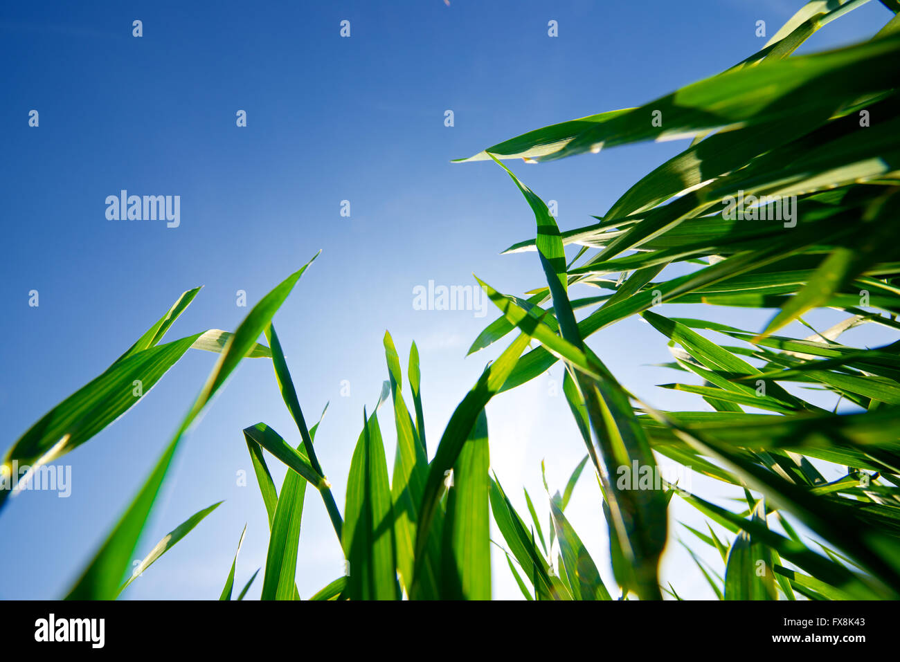 Close up of grass from the ground Stock Photo - Alamy