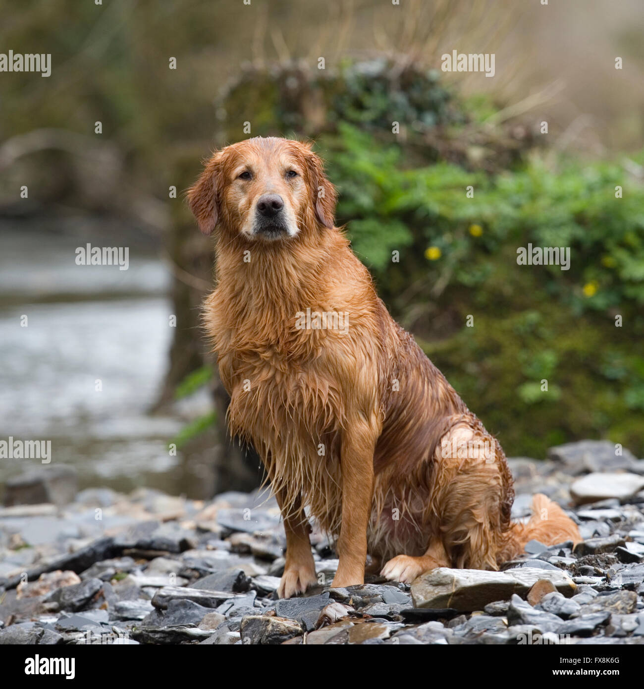 Golden river hi-res stock photography and images - Alamy