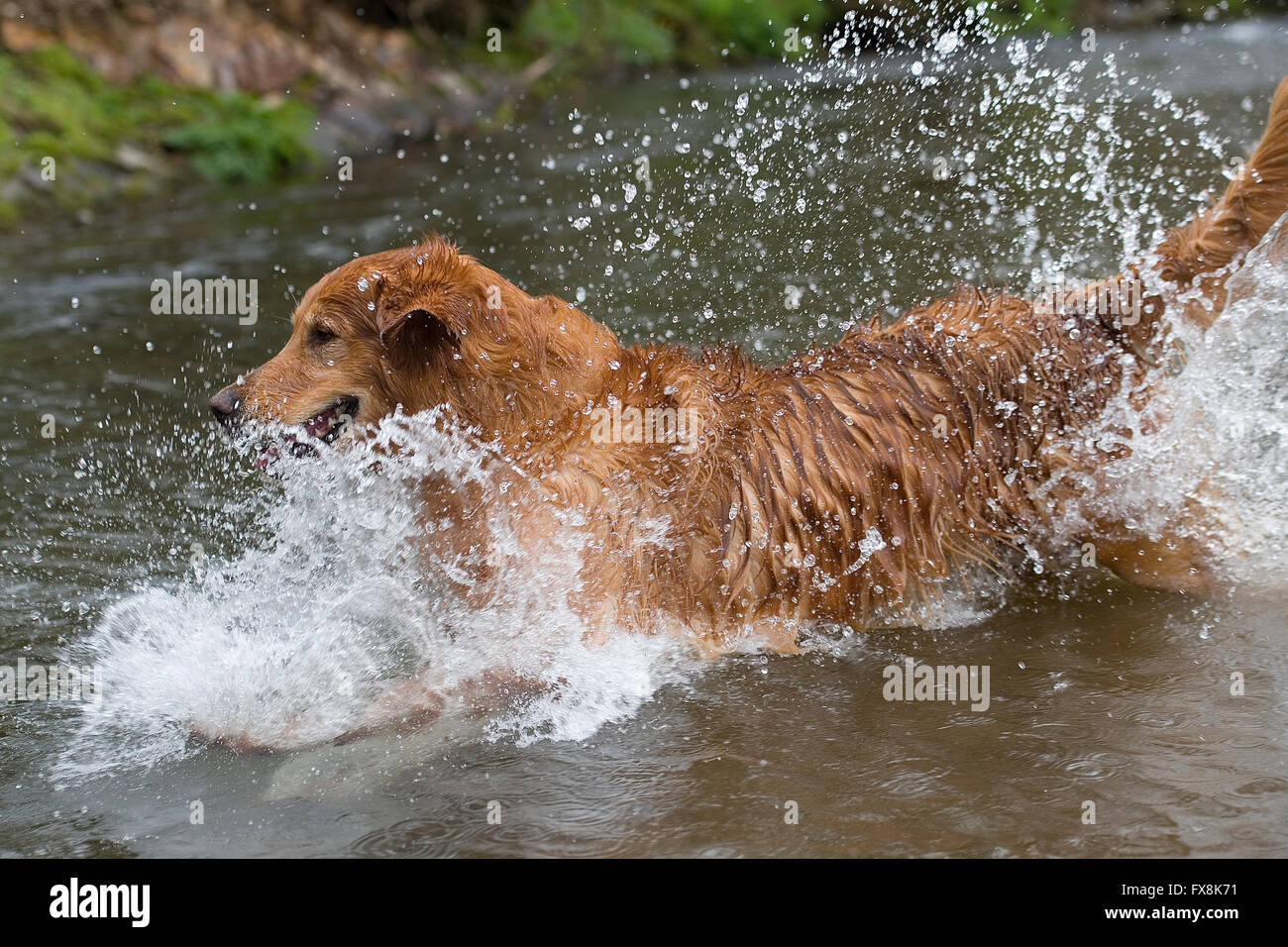 golden retriever jumping into water Stock Photo - Alamy