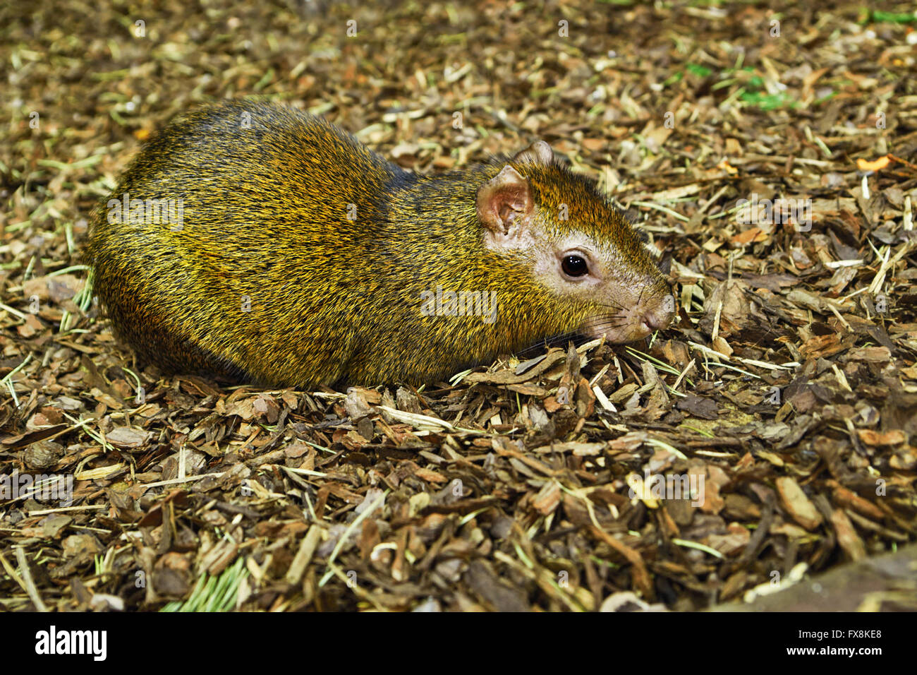 Central american agouti hi-res stock photography and images - Alamy