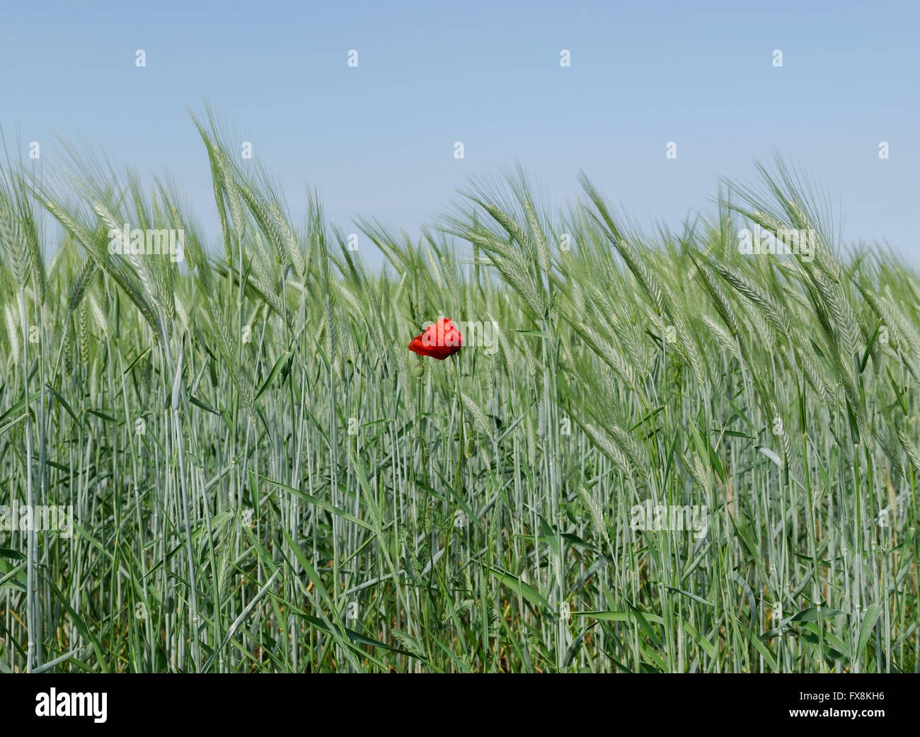Single flower blue poppy hi-res stock photography and images - Alamy