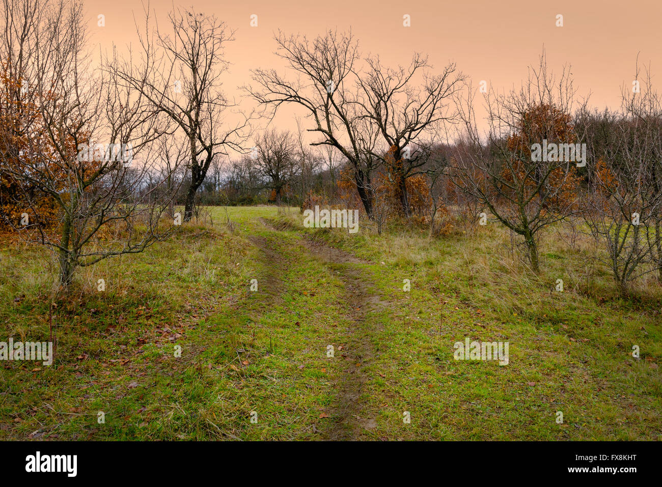 Autumn landscape scene with trees without leaves Stock Photo - Alamy