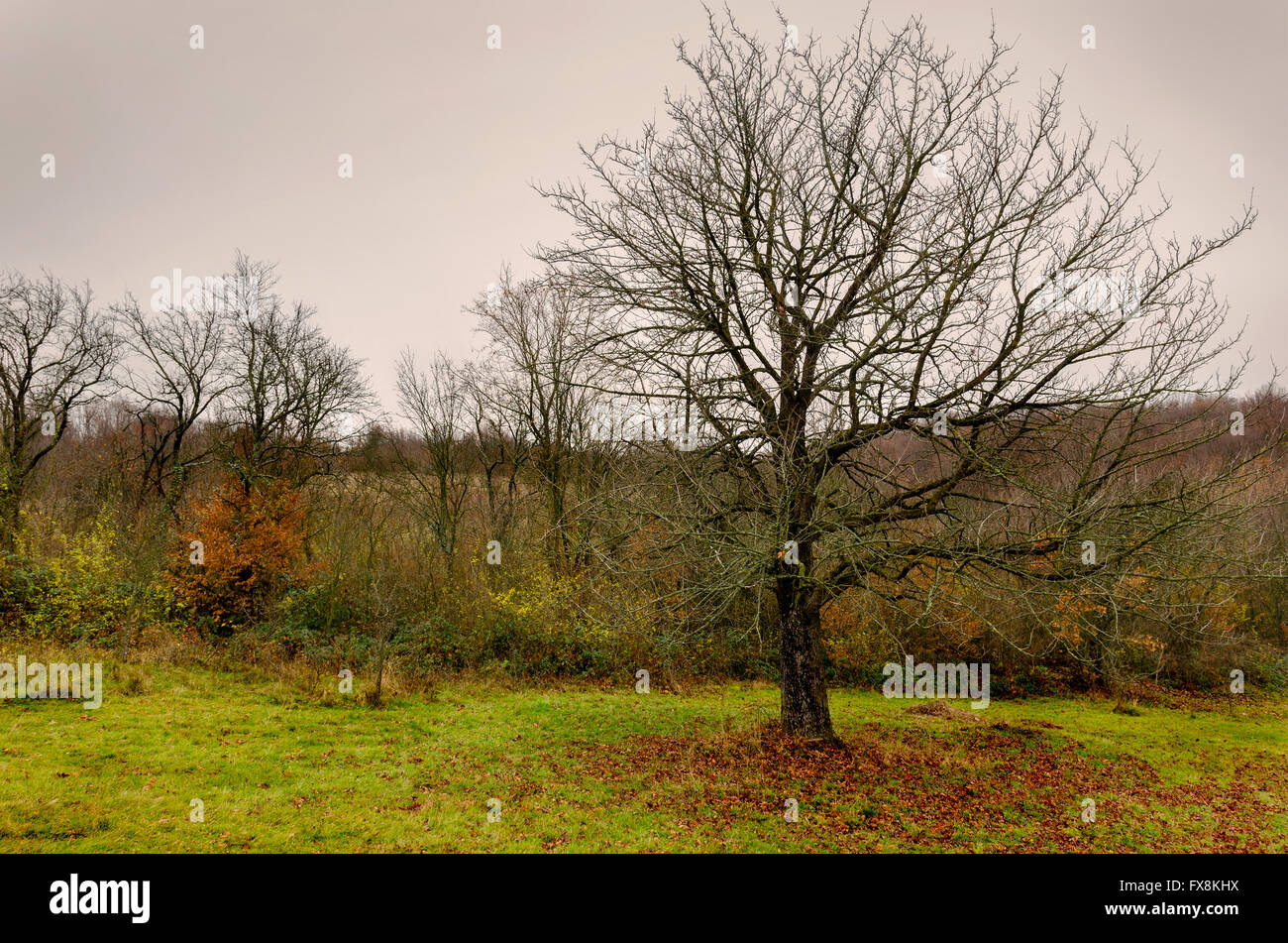 Autumn landscape scene with a tree without leaves Stock Photo - Alamy