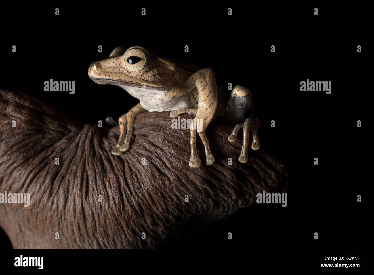 Toad and heart hi-res stock photography and images - Alamy