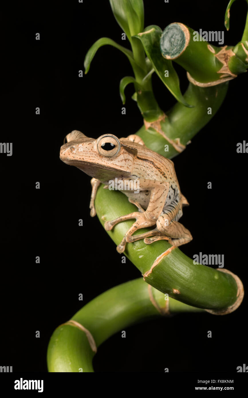 brown frog sitting on bamboo branch Stock Photo - Alamy