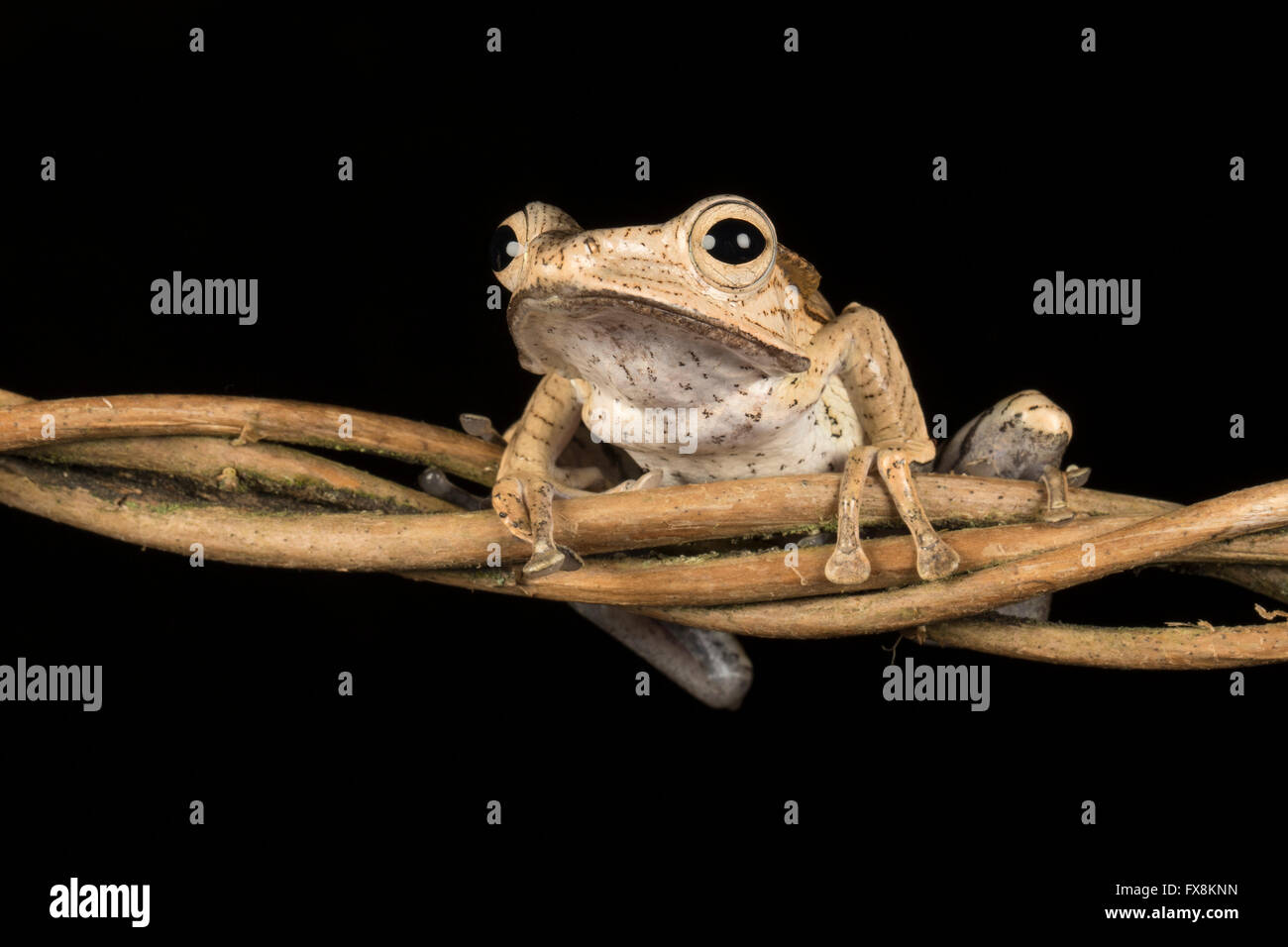 brown frog sitting on twisted branch Stock Photo - Alamy
