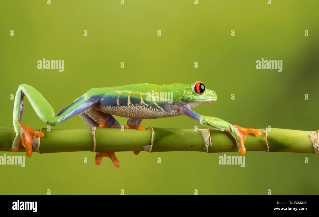 red eyed tree frog sitting on branch Stock Photo - Alamy