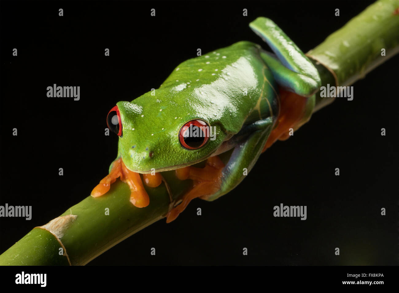 red eyed tree frog sitting on branch Stock Photo - Alamy