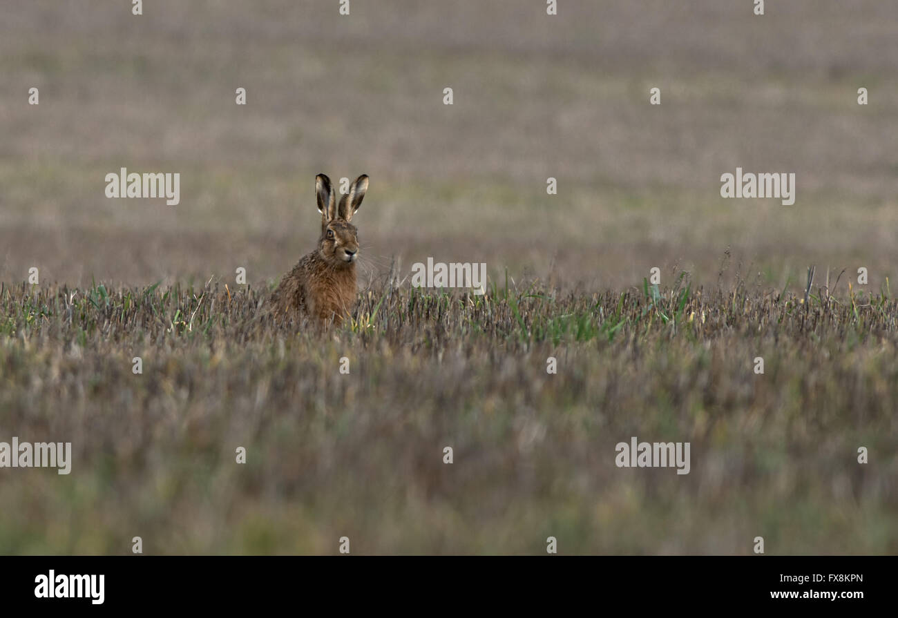 Brown Hare- Lepus europaeus during spring. Uk Stock Photo - Alamy