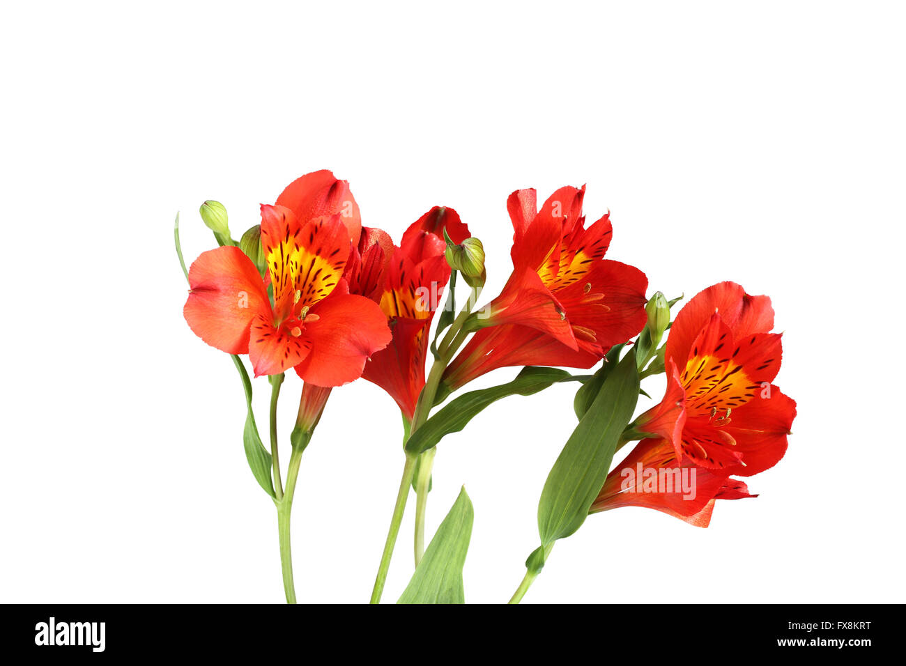 Red alstroemeria flowers on white background Stock Photo - Alamy