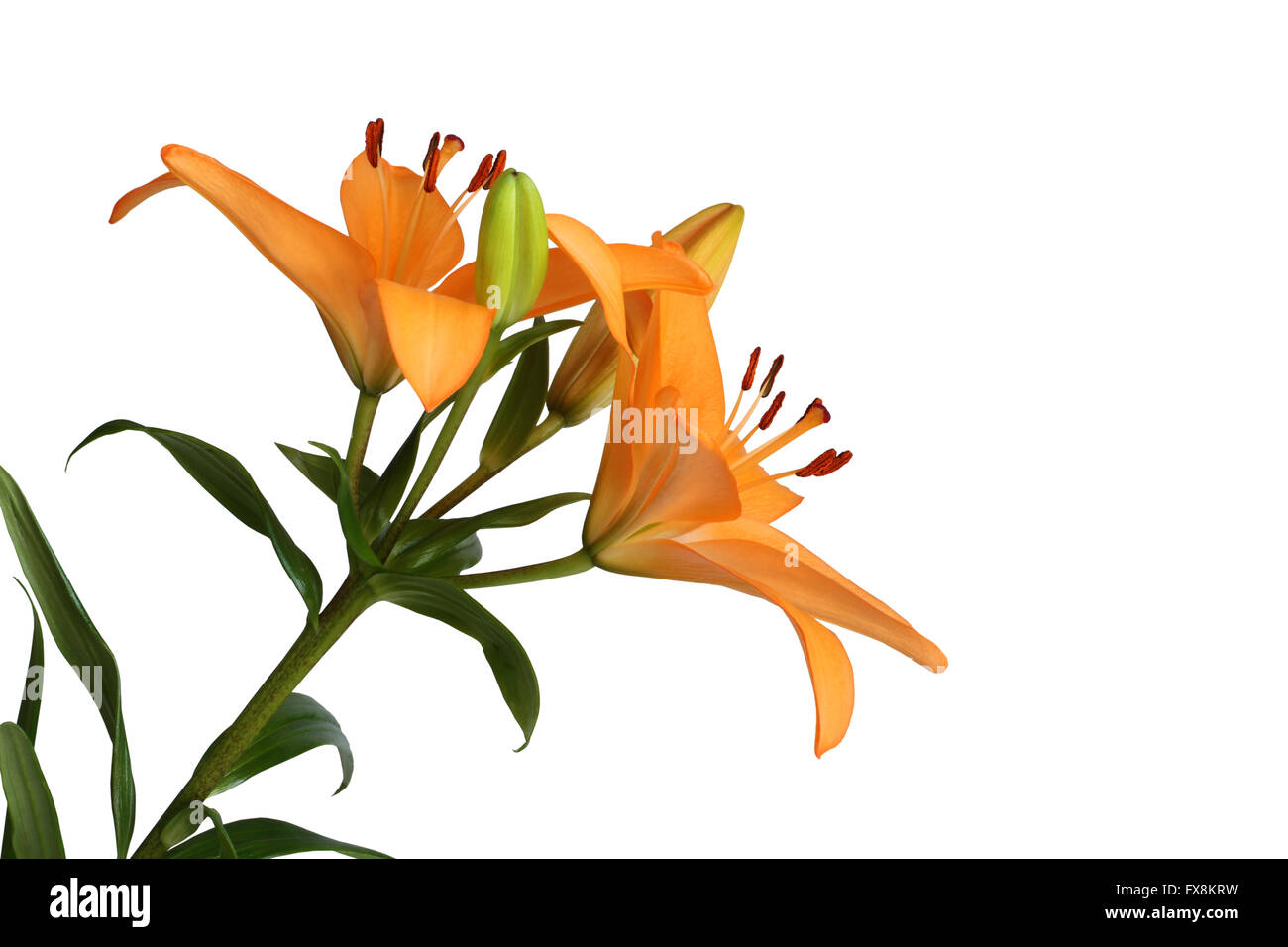 Orange day lily flower isolated on white background Stock Photo - Alamy